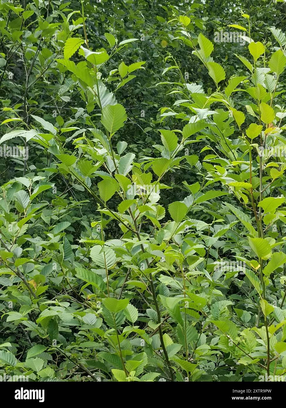 Red Alder (Alnus rubra) Plantae Stock Photo - Alamy