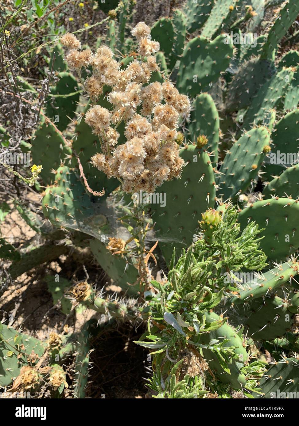 California cudweed (Pseudognaphalium californicum) Plantae Stock Photo ...