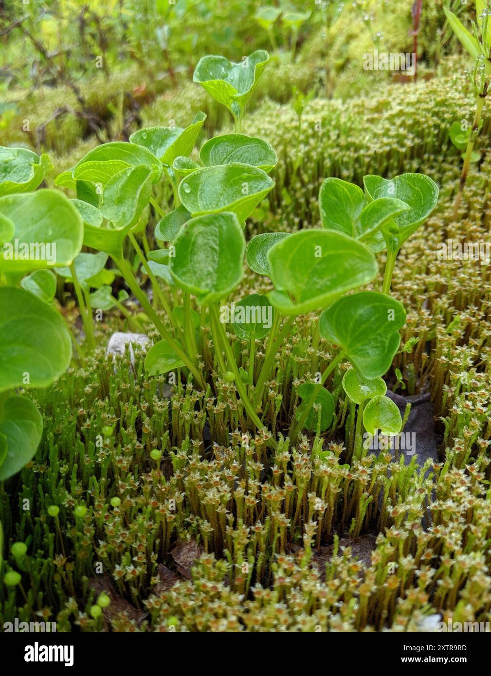 vascular plants (Tracheophyta) Plantae Stock Photo - Alamy