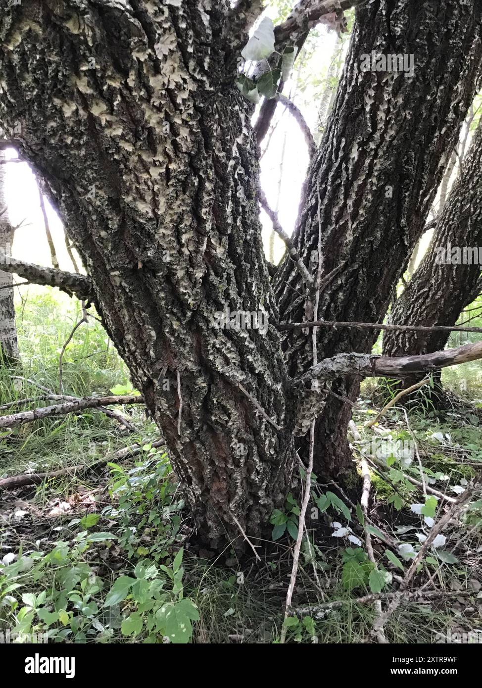 white poplar (Populus alba) Plantae Stock Photo - Alamy