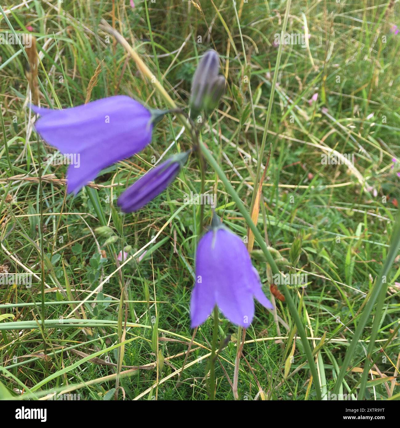 Common Harebell (Campanula rotundifolia) Plantae Stock Photo - Alamy