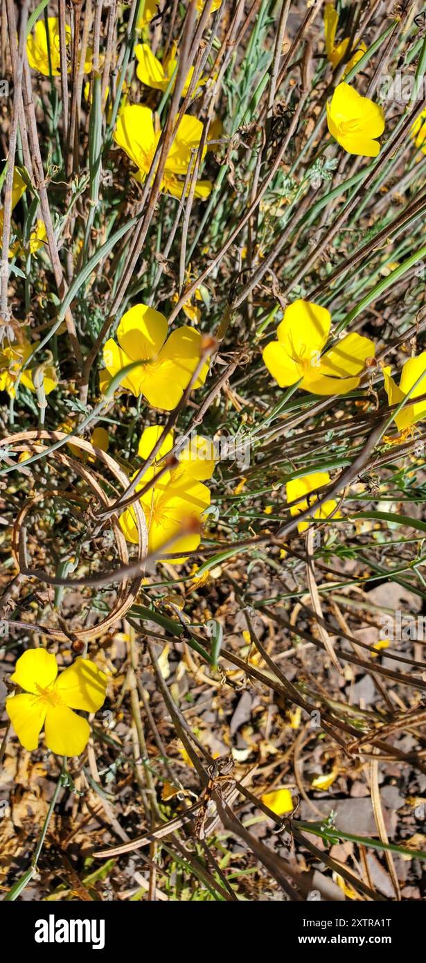 Tufted Poppy (Eschscholzia caespitosa) Plantae Stock Photo - Alamy