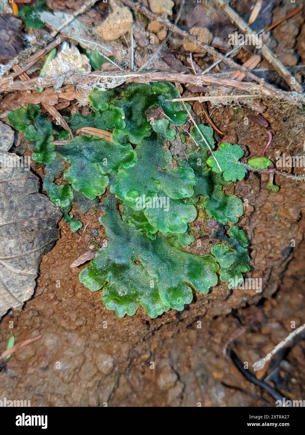 Complex thallose liverworts (Marchantiales) Plantae Stock Photo - Alamy