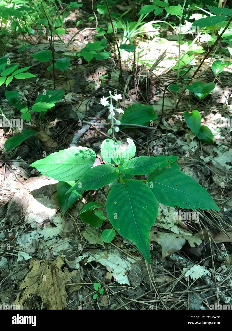 broadleaf enchanter's nightshade (Circaea canadensis) Plantae Stock ...