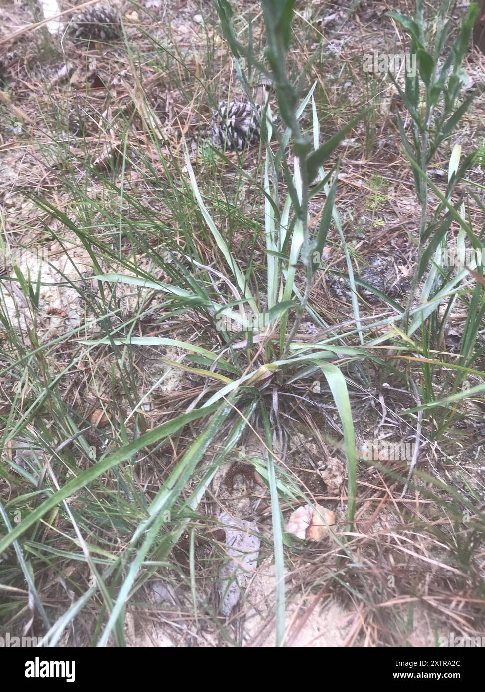 Pineland Silkgrass (Pityopsis aspera) Plantae Stock Photo - Alamy