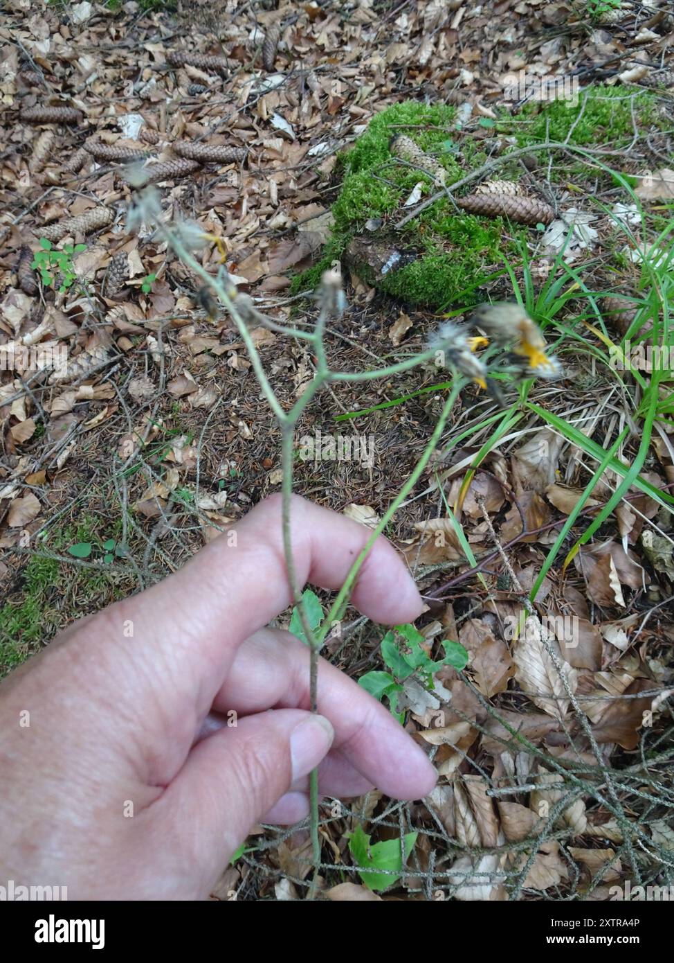 Wall hawkweed (Hieracium murorum) Plantae Stock Photo - Alamy