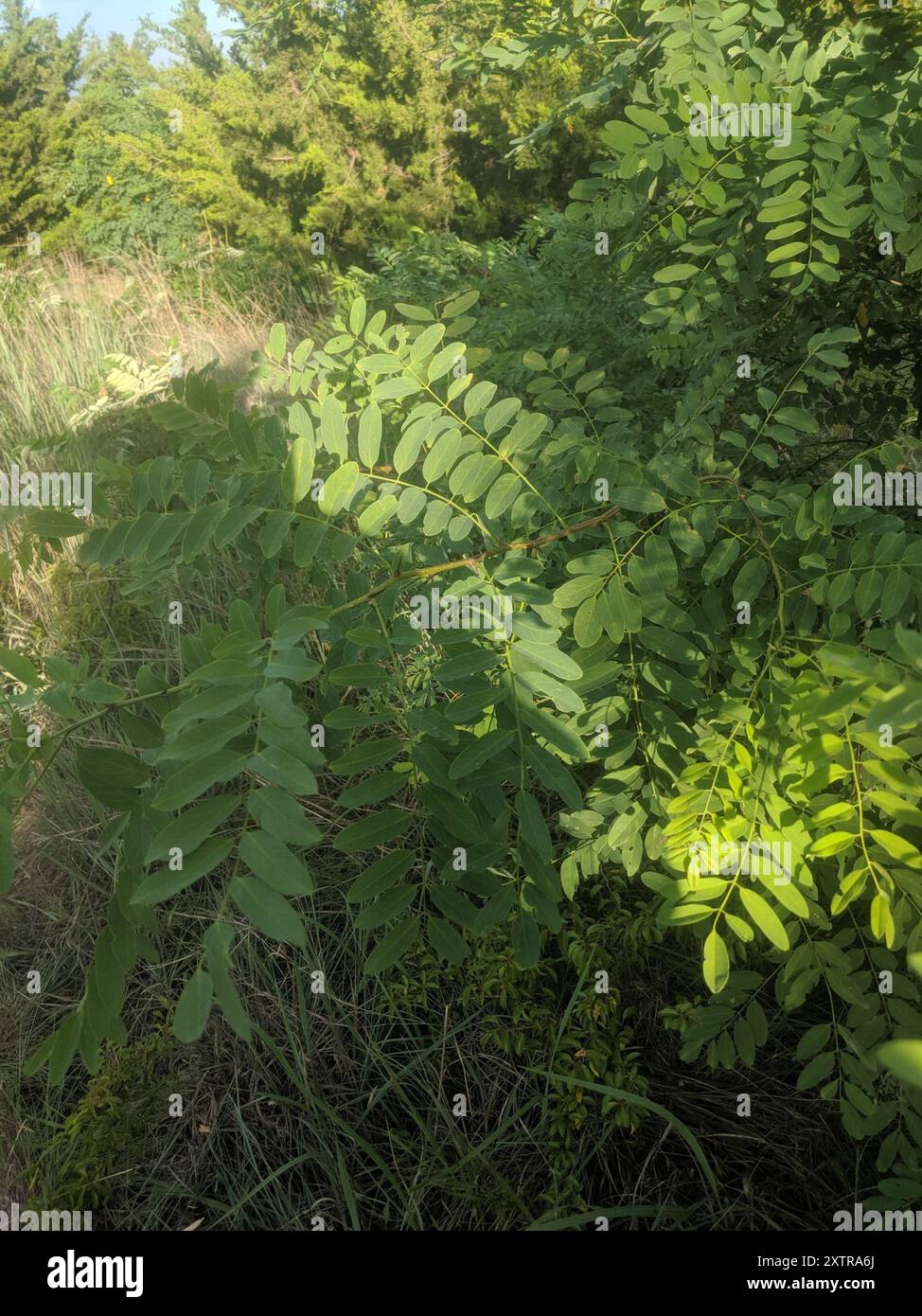 black locust (Robinia pseudoacacia) Plantae Stock Photo - Alamy