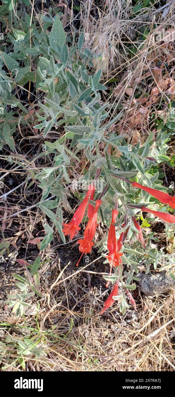 California fuchsia (Epilobium canum) Plantae Stock Photo - Alamy