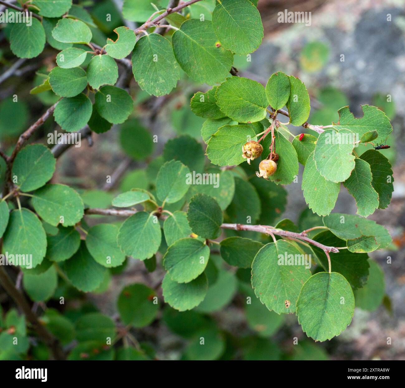 Utah Serviceberry (Amelanchier utahensis) Plantae Stock Photo - Alamy