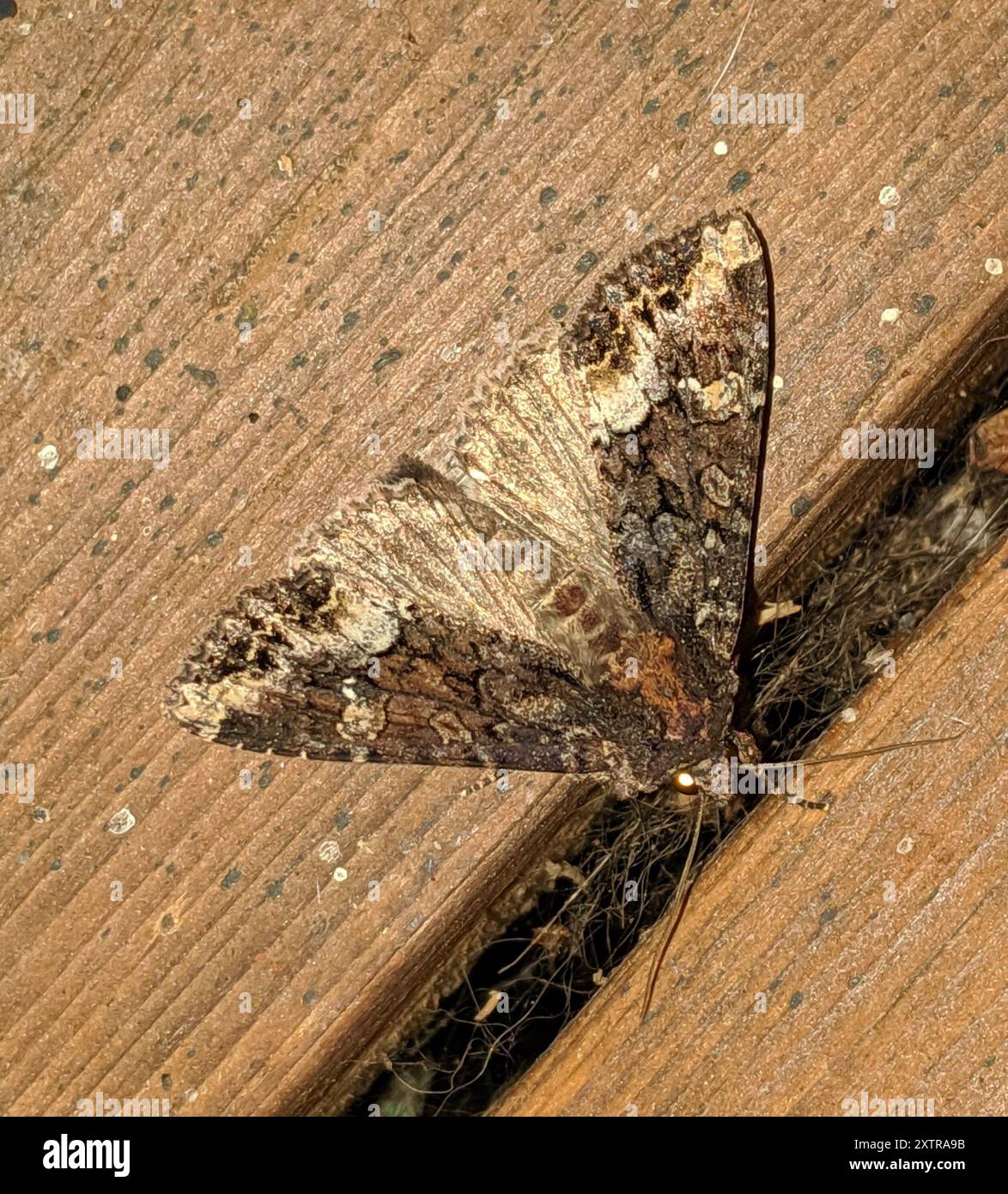 Yellow-headed Cutworm Moth (Apamea amputatrix) Insecta Stock Photo - Alamy