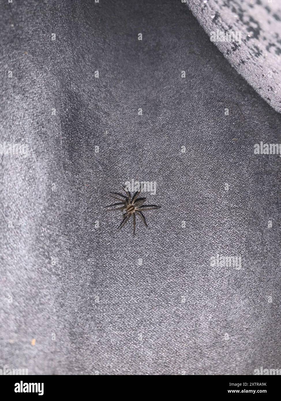 Hobo Spider (Eratigena agrestis) Arachnida Stock Photo - Alamy