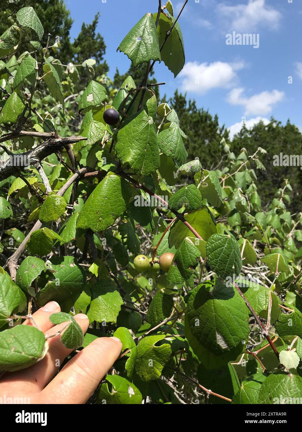Vitis mustangensis hi-res stock photography and images - Alamy