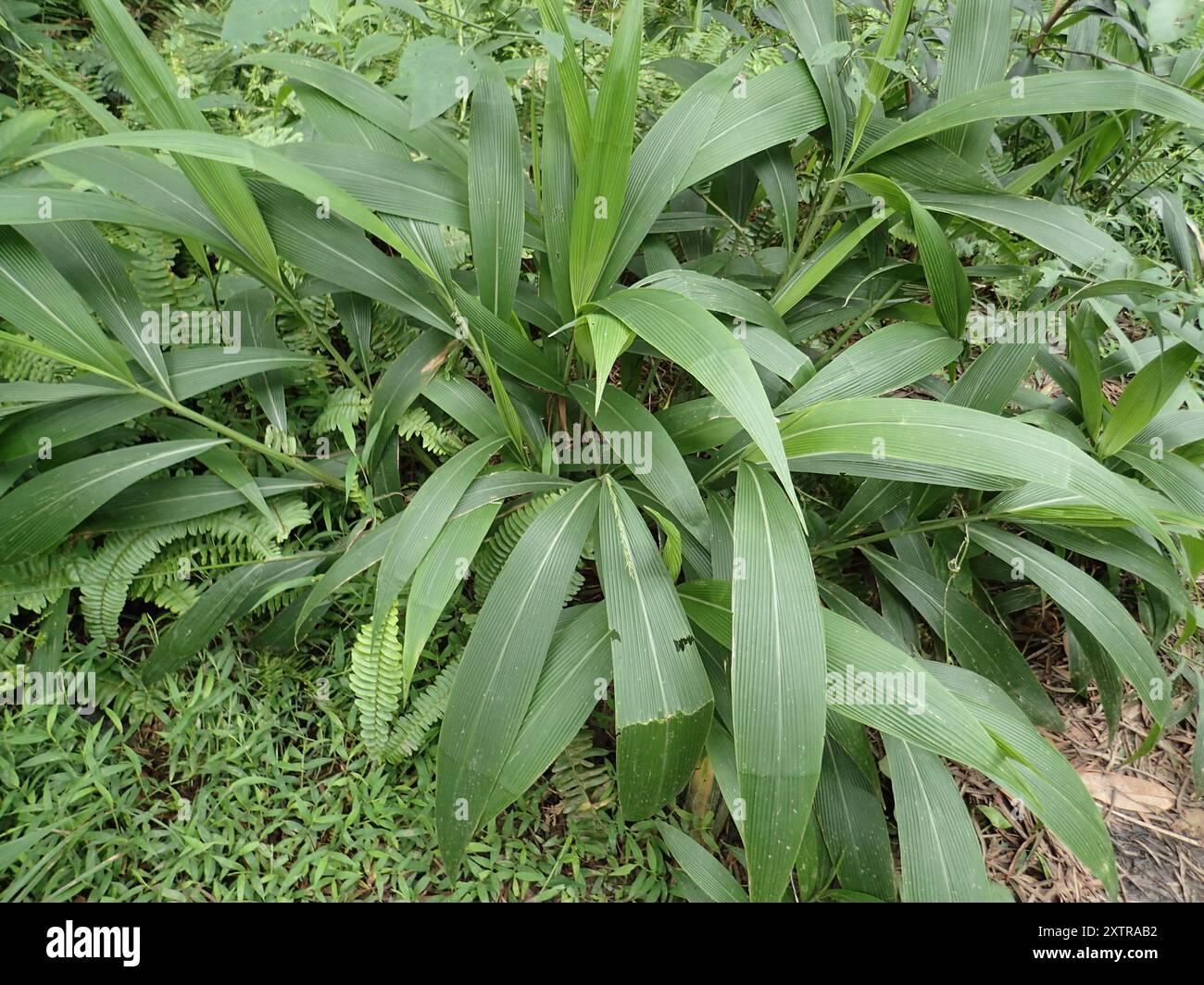 Palmgrass setaria palmifolia hi-res stock photography and images - Alamy