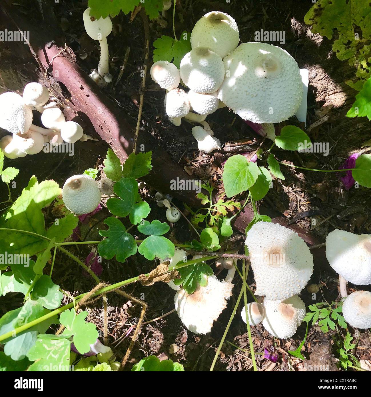 field mushrooms and allies (Agaricaceae) Fungi Stock Photo - Alamy