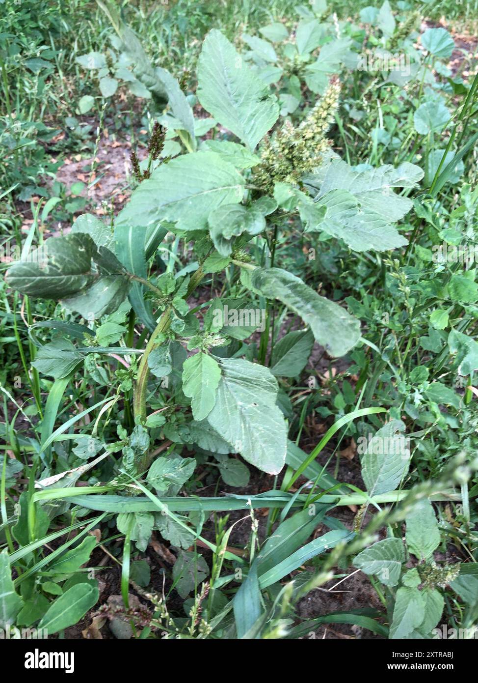 Redroot Amaranth (Amaranthus retroflexus) Plantae Stock Photo - Alamy