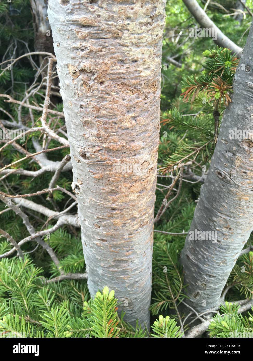 subalpine fir (Abies lasiocarpa) Plantae Stock Photo - Alamy