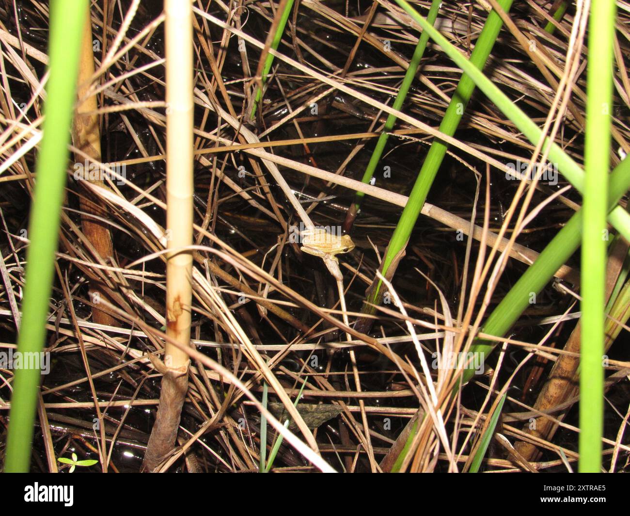 Tinker Reed Frog (Hyperolius tuberilinguis) Amphibia Stock Photo - Alamy