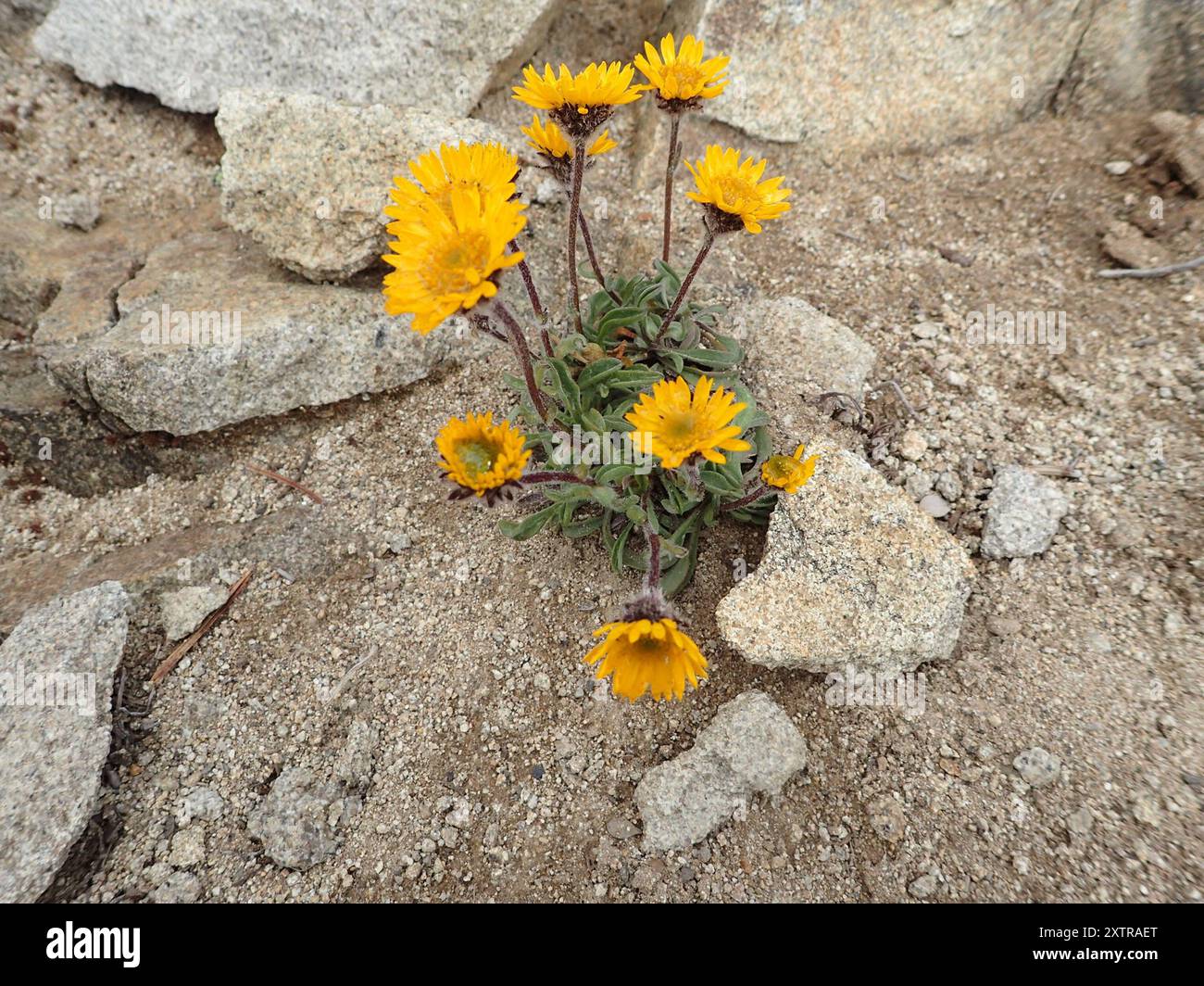 Alpine Yellow Fleabane (Erigeron aureus) Plantae Stock Photo - Alamy