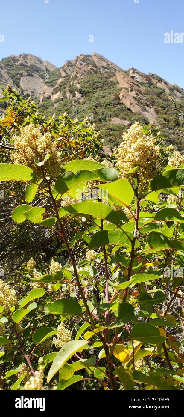laurel sumac (Malosma laurina) Plantae Stock Photo - Alamy