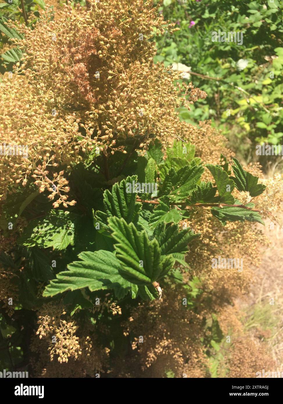 Ocean spray (Holodiscus discolor) Plantae Stock Photo - Alamy