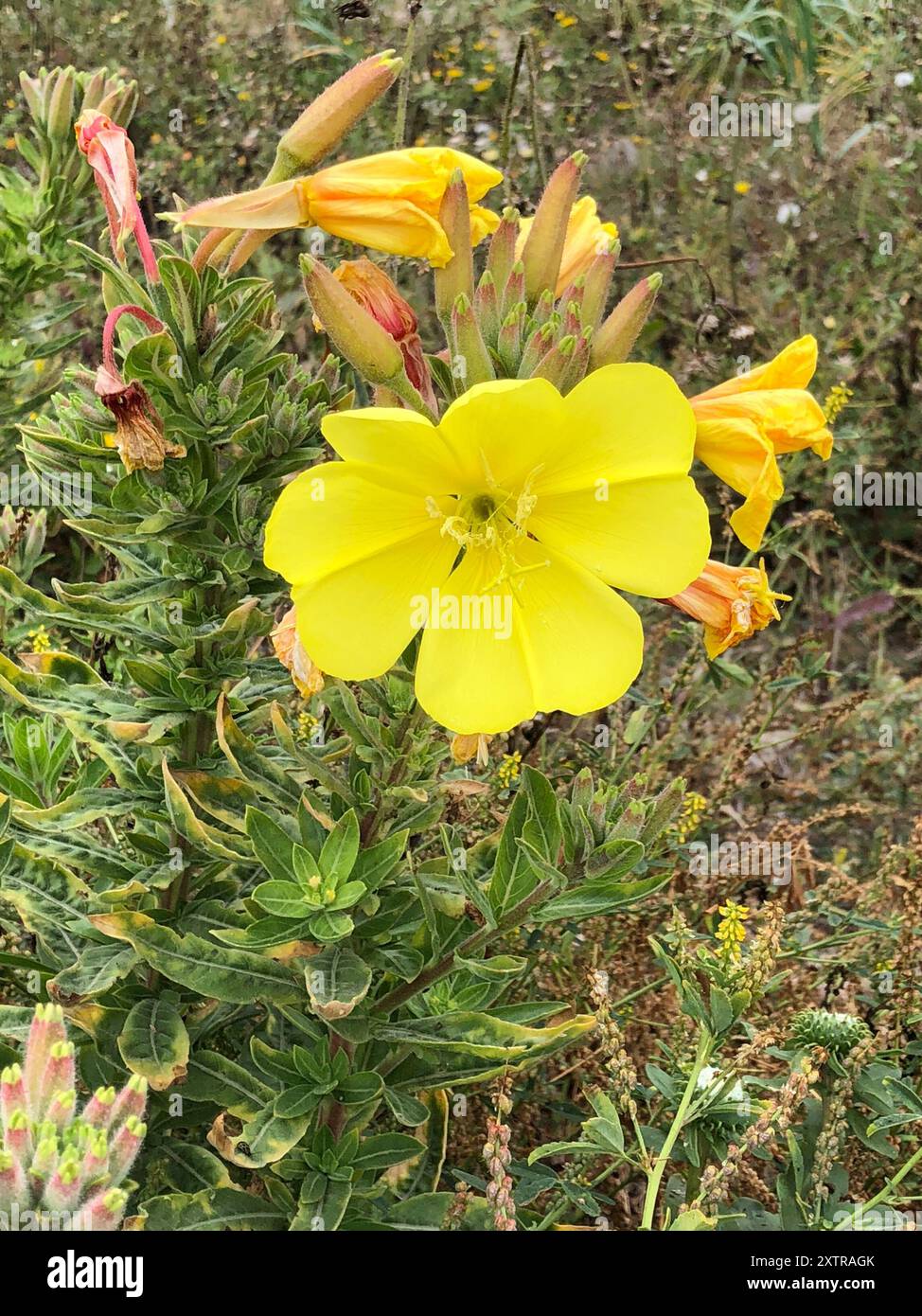 tall evening primrose (Oenothera elata) Plantae Stock Photo - Alamy