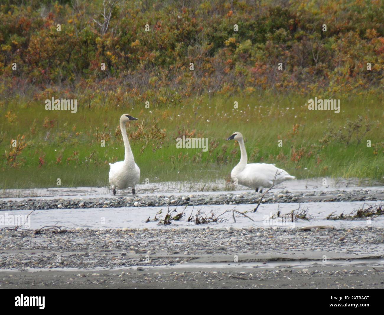 Trumpeter Swan (Cygnus buccinator) Aves Stock Photo - Alamy