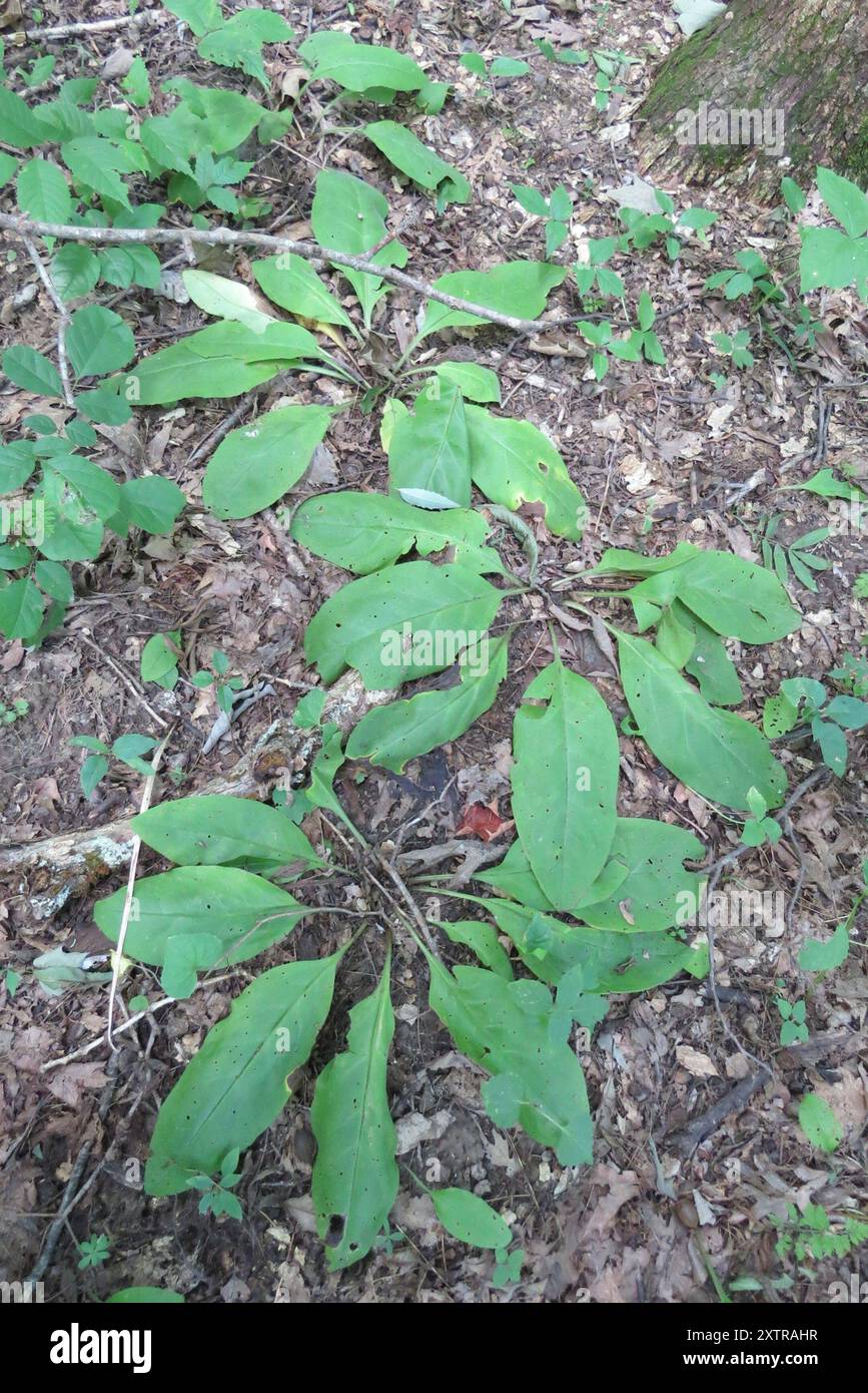 wild comfrey (Andersonglossum virginianum) Plantae Stock Photo - Alamy