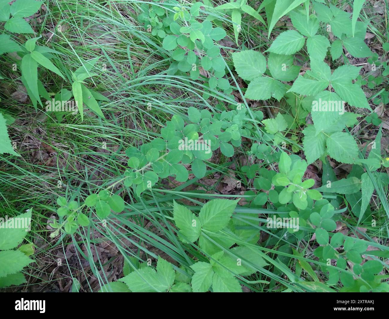 hairy lespedeza (Lespedeza hirta) Plantae Stock Photo - Alamy