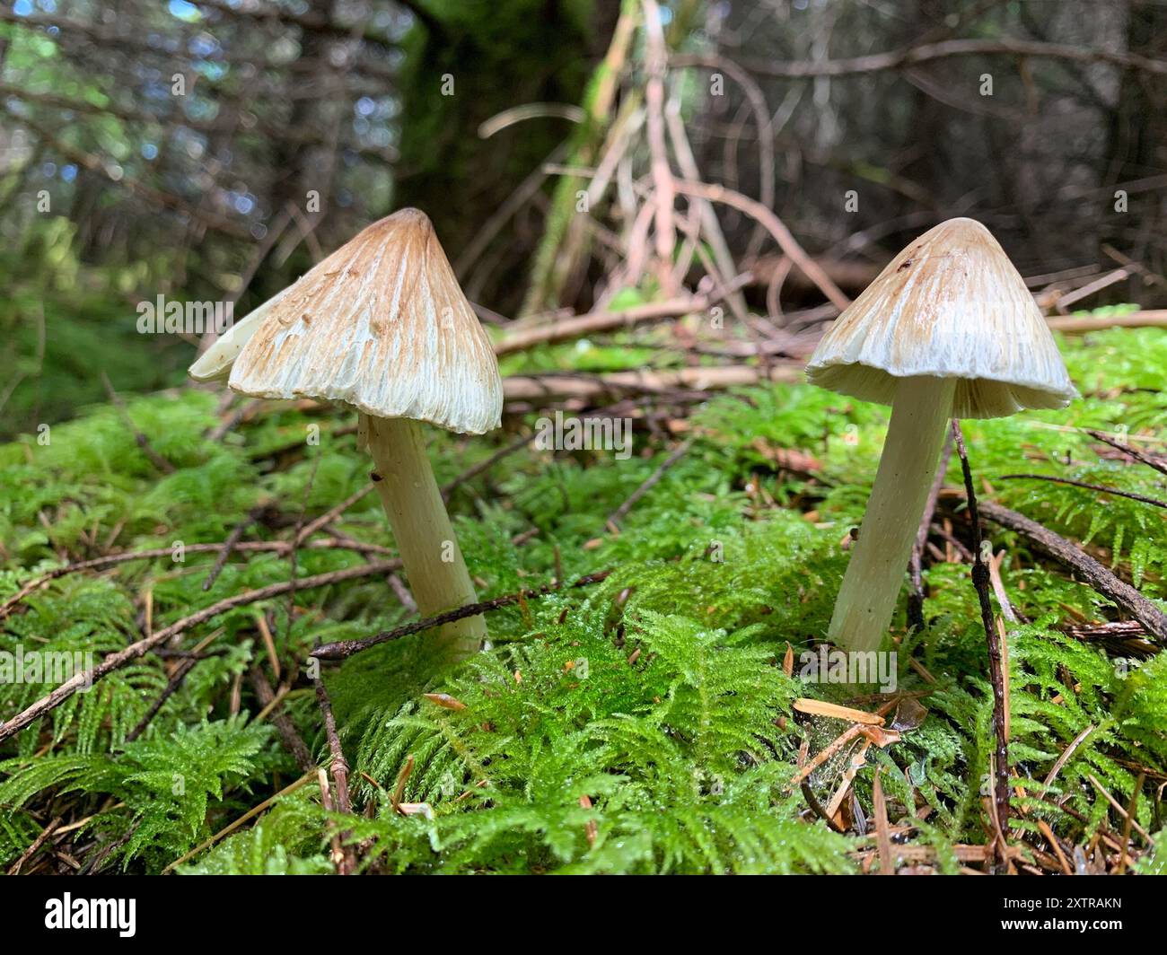 split fibrecap (Pseudosperma rimosum) Fungi Stock Photo - Alamy