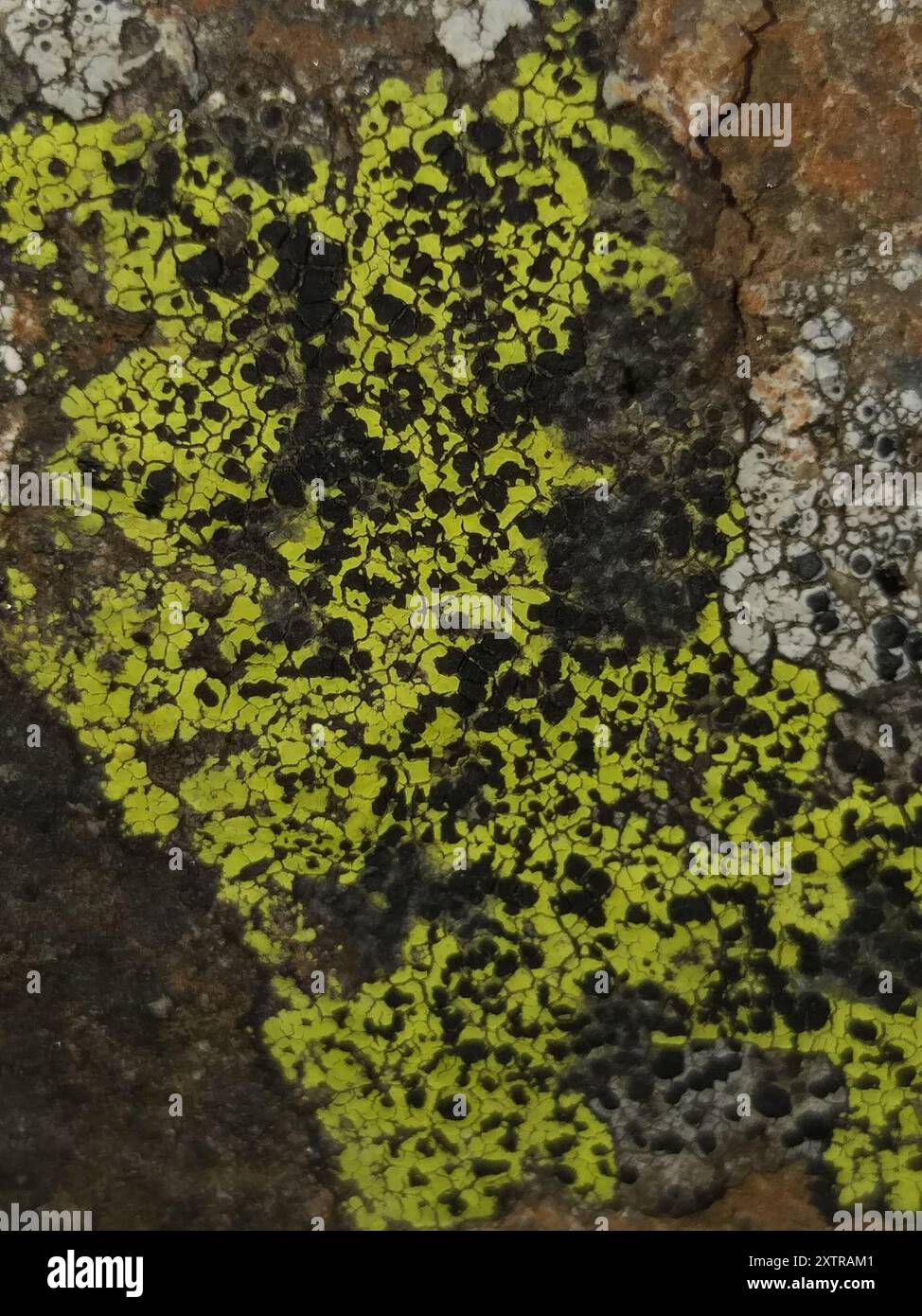 yellow map lichen (Rhizocarpon geographicum) Fungi Stock Photo - Alamy