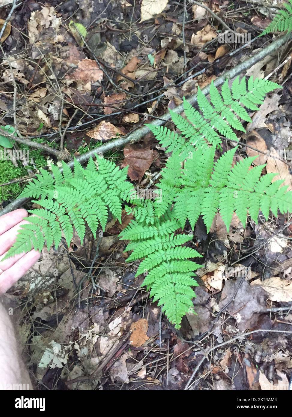 intermediate wood fern (Dryopteris intermedia) Plantae Stock Photo - Alamy