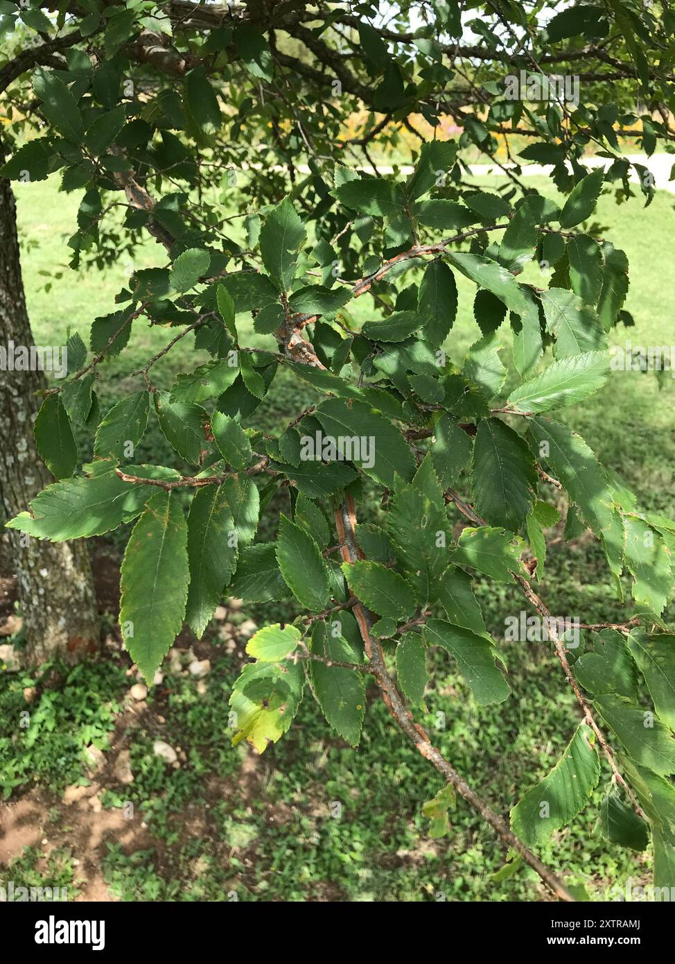 Winged Elm (Ulmus alata) Plantae Stock Photo - Alamy