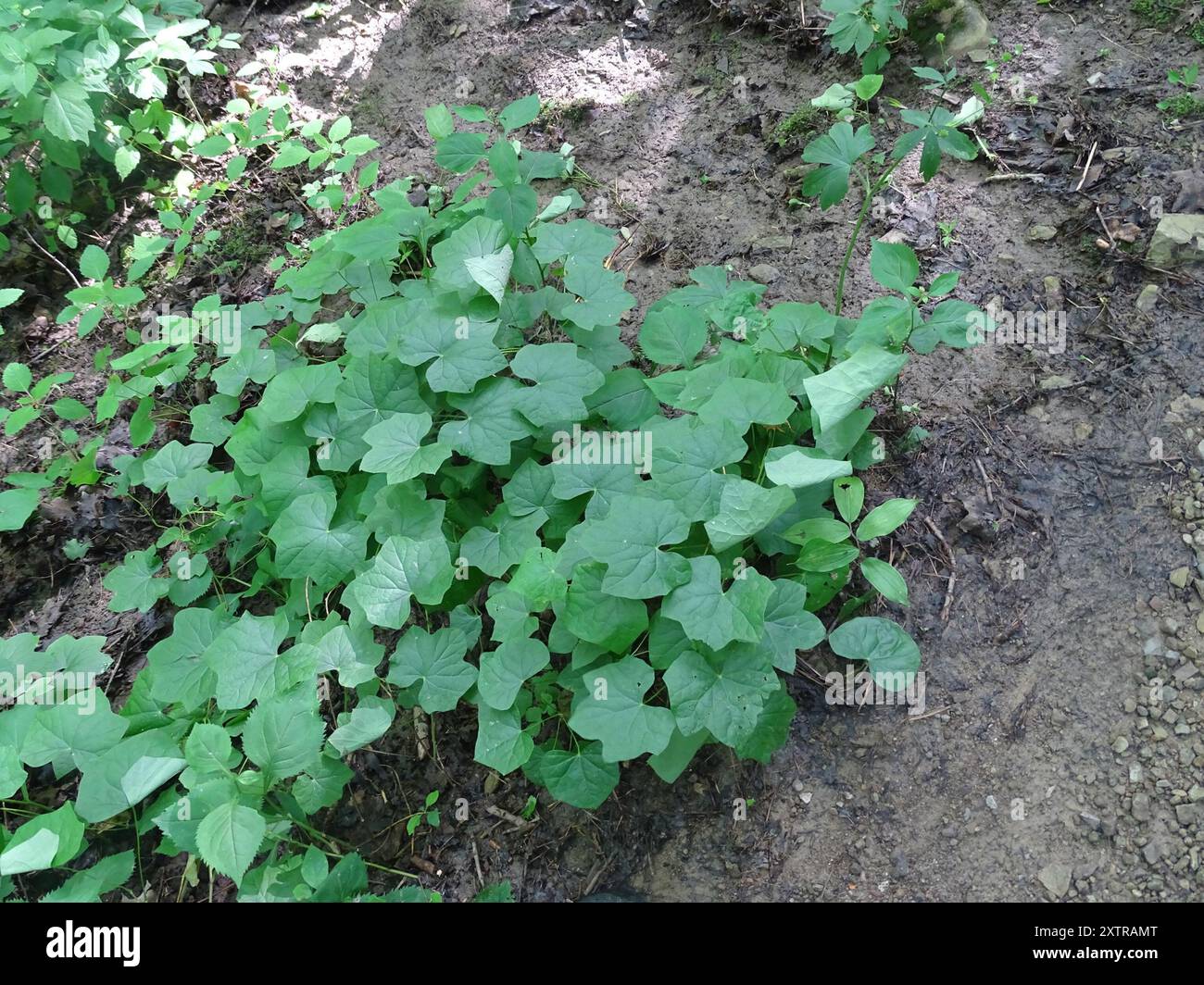 moonseed (Menispermum canadense) Plantae Stock Photo - Alamy