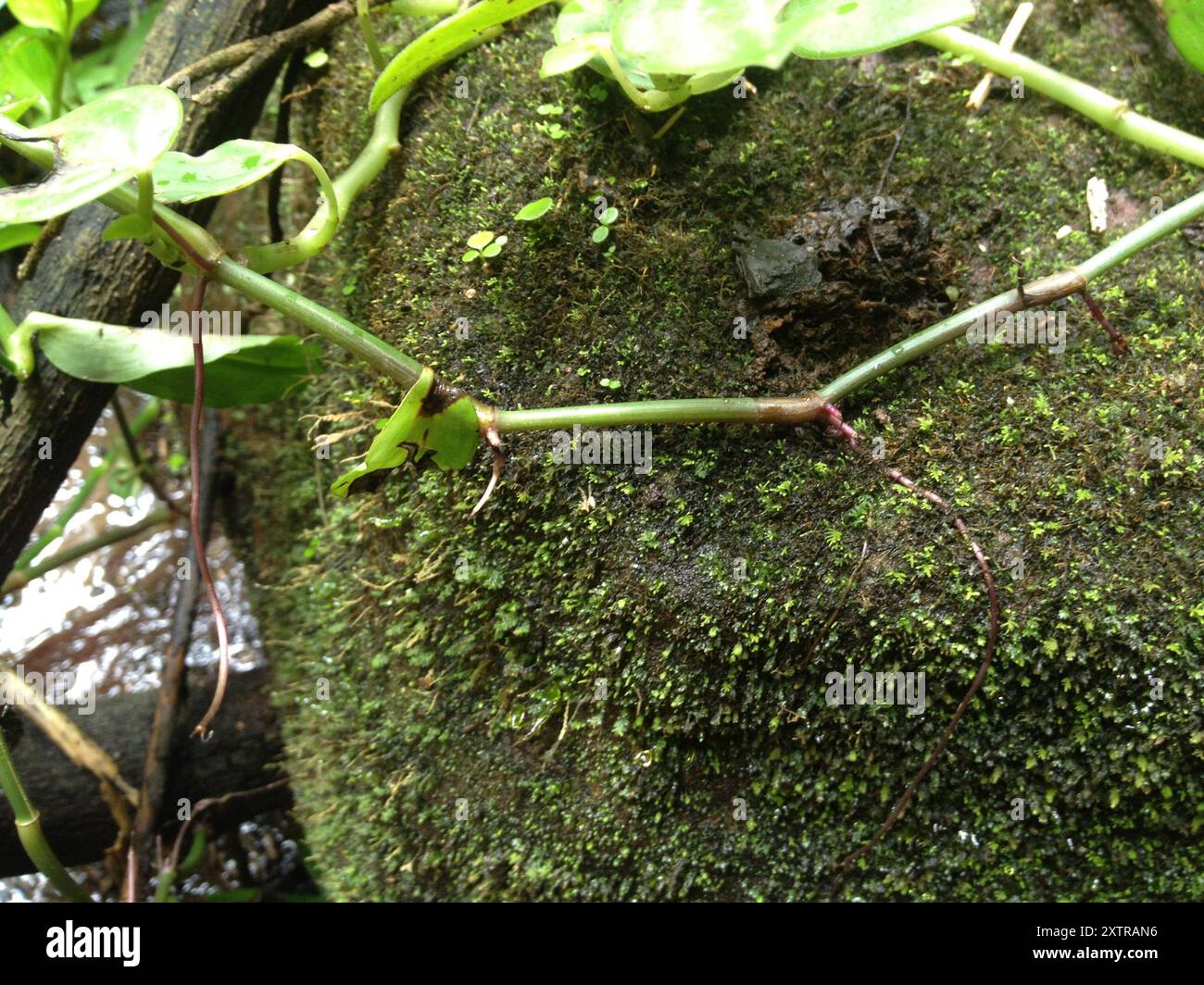 (Peperomia urocarpa) Plantae Stock Photo - Alamy