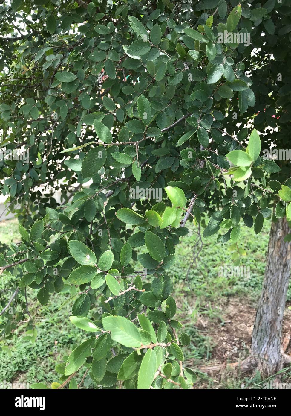 Cedar Elm (Ulmus crassifolia) Plantae Stock Photo - Alamy