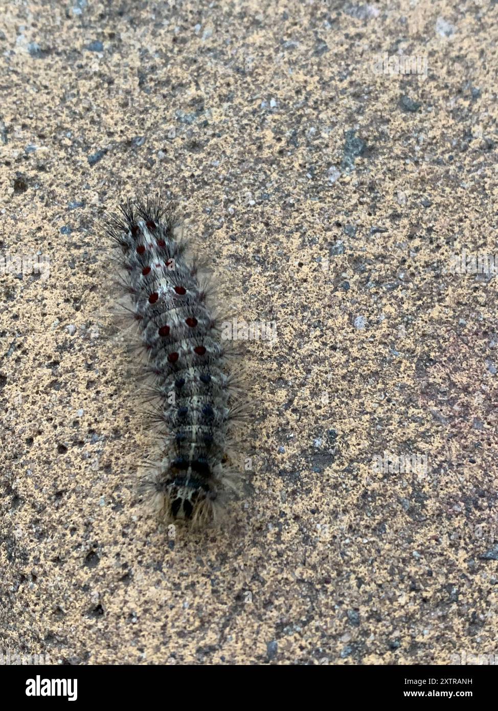 Spongy Moth (Lymantria dispar) Insecta Stock Photo - Alamy