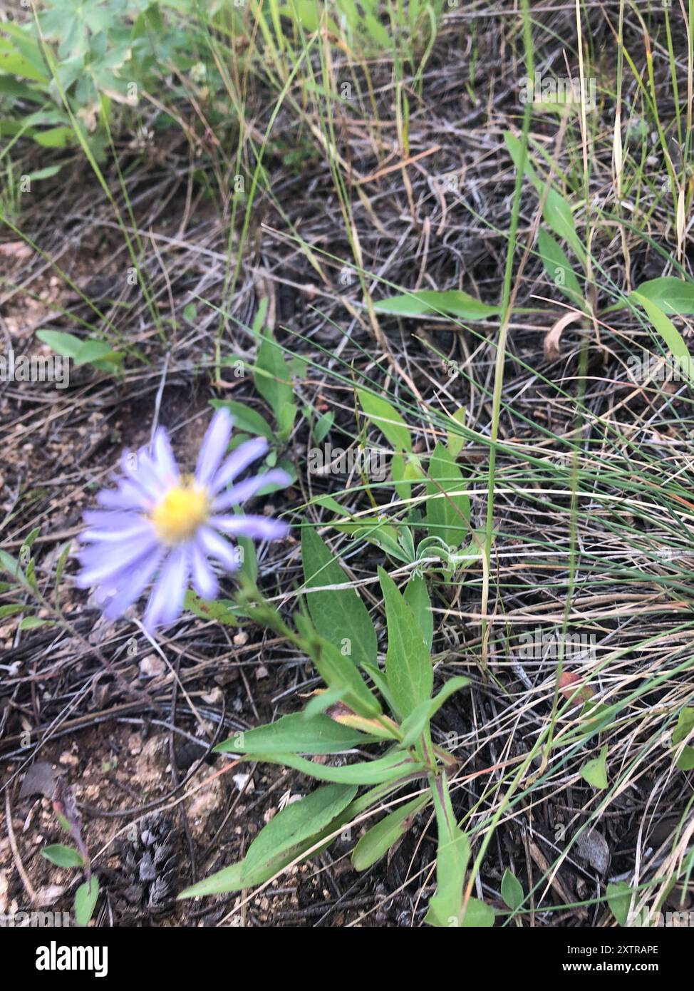 smooth blue aster (Symphyotrichum laeve) Plantae Stock Photo - Alamy