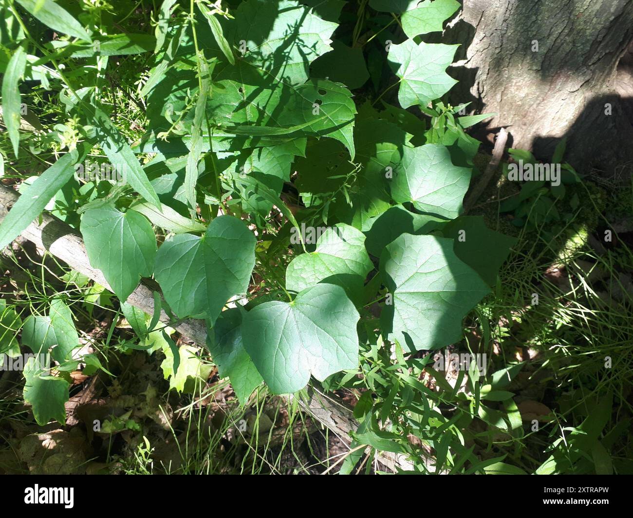 moonseed (Menispermum canadense) Plantae Stock Photo - Alamy