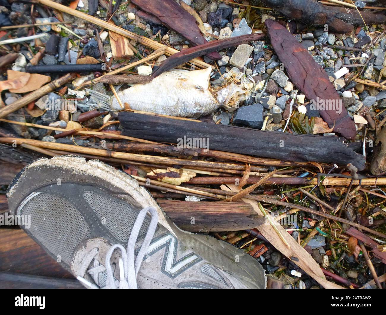 Ray-finned Fishes (Actinopterygii) Actinopterygii Stock Photo - Alamy