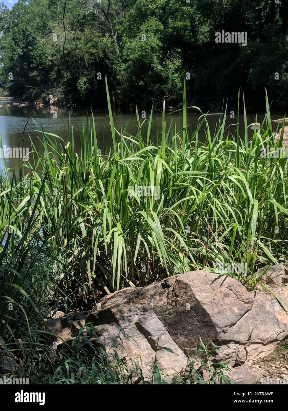 Giant Cutgrass (Zizaniopsis miliacea) Plantae Stock Photo - Alamy