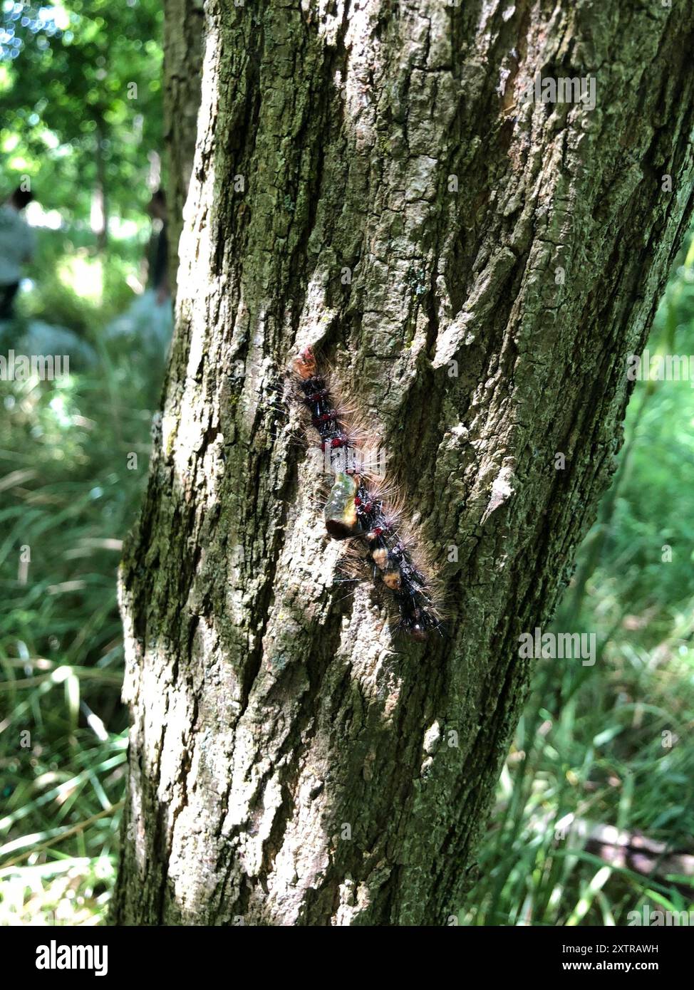 Spongy Moth (Lymantria dispar) Insecta Stock Photo - Alamy