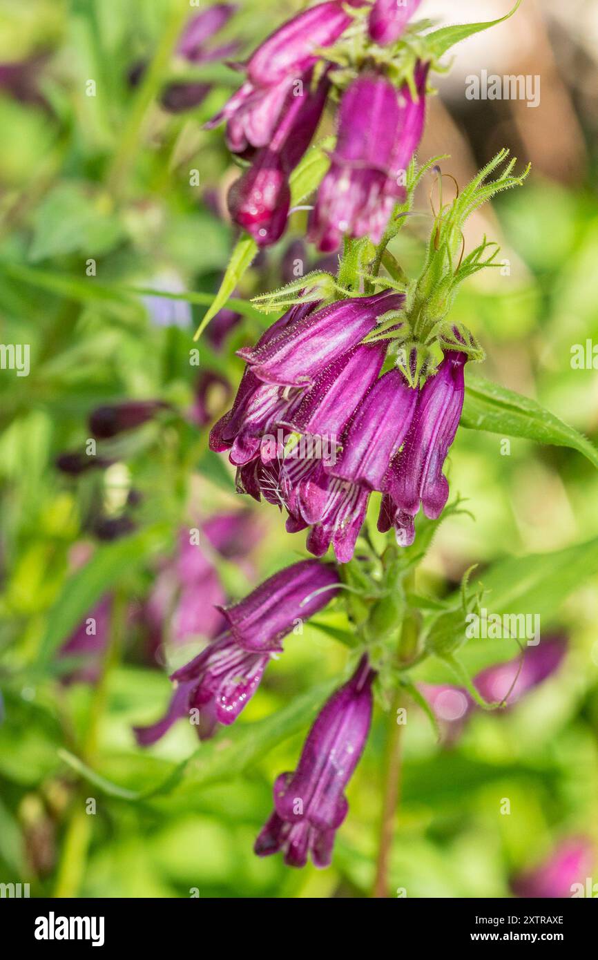 Whipple's penstemon (Penstemon whippleanus) Plantae Stock Photo - Alamy