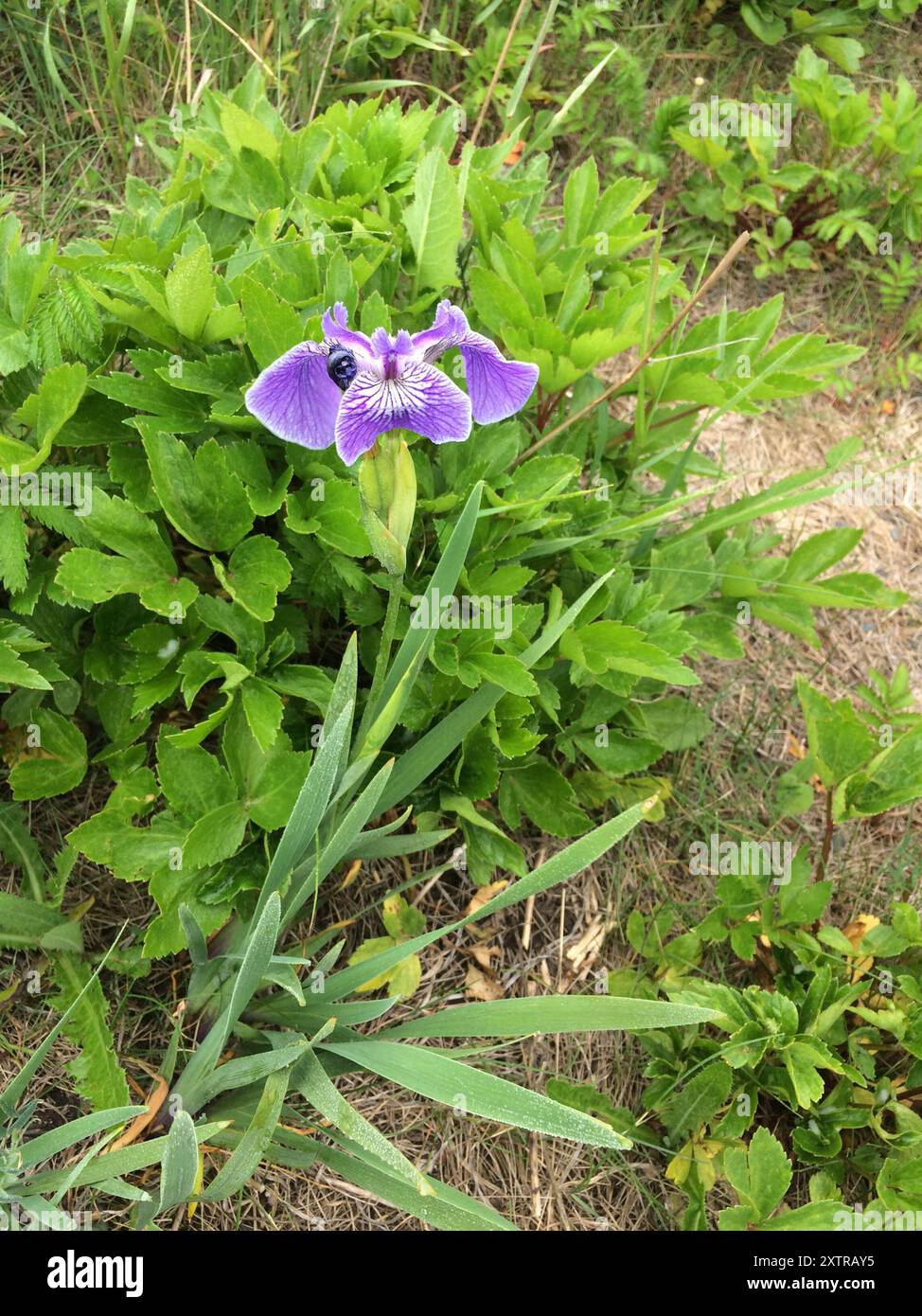 beach-head iris (Iris hookeri) Plantae Stock Photo - Alamy