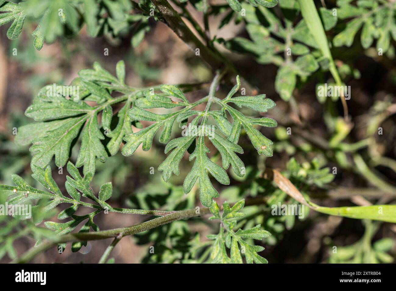 ragleaf bahia (Hymenothrix dissecta) Plantae Stock Photo - Alamy