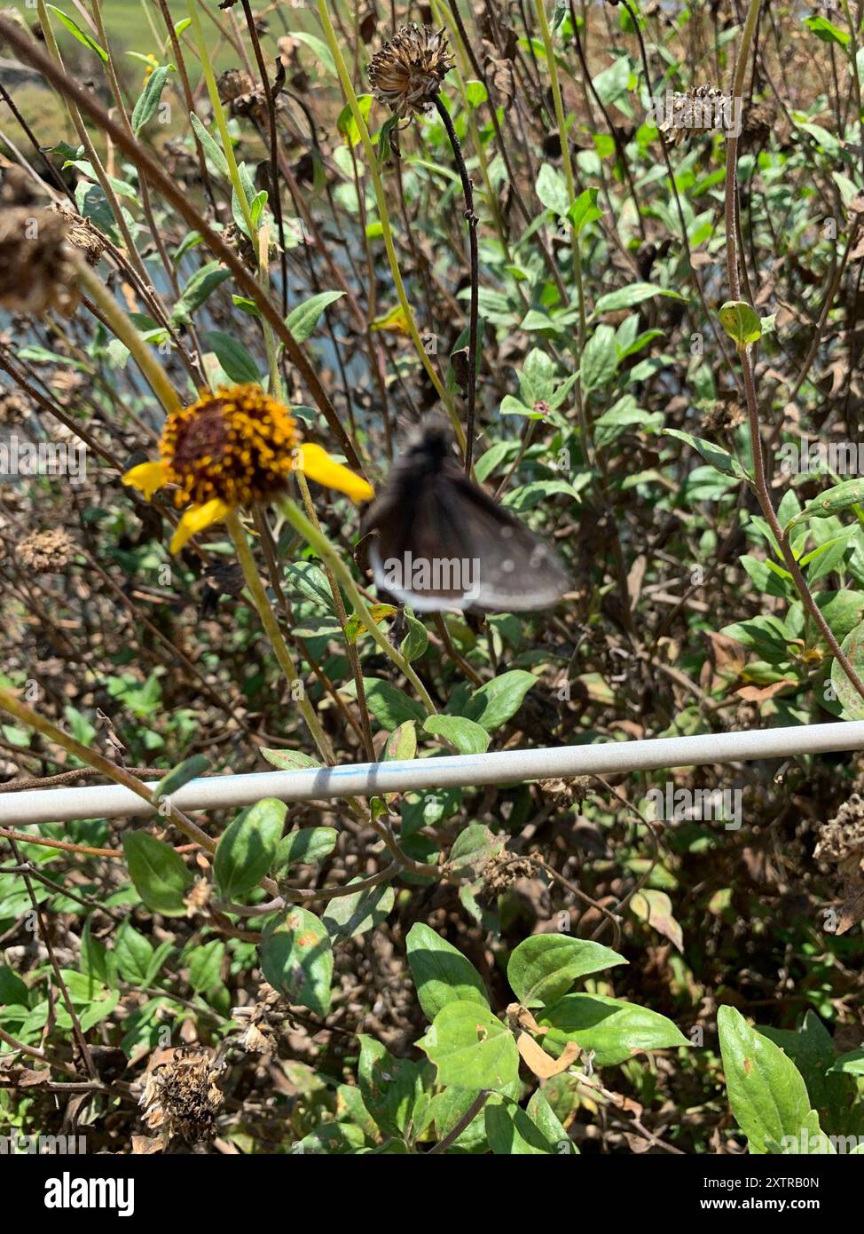 Funereal Duskywing (Erynnis funeralis) Insecta Stock Photo - Alamy