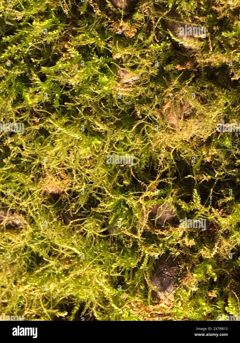 Dwarf Feather-moss (Microeurhynchium pumilum) Plantae Stock Photo - Alamy