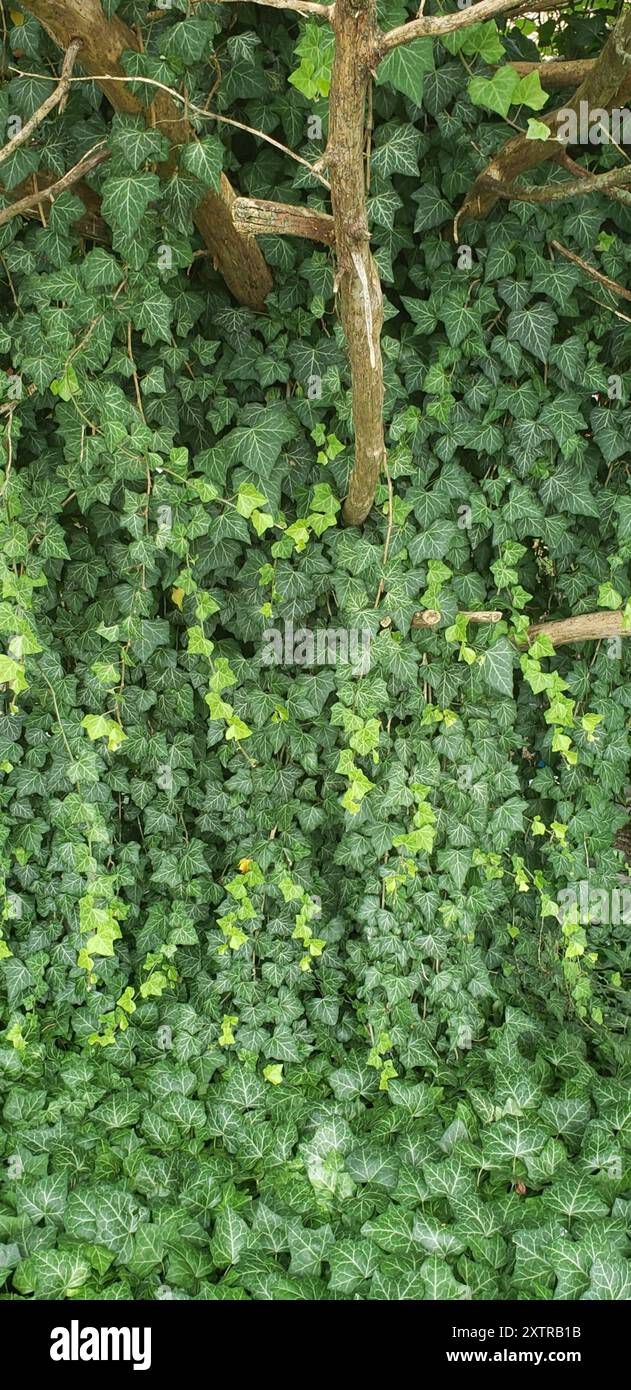 common ivy (Hedera helix) Plantae Stock Photo - Alamy