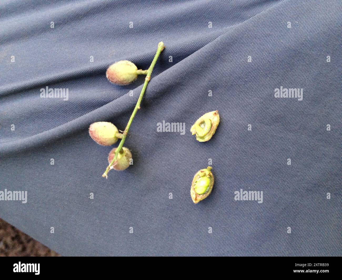 (Trichilia elegans) Plantae Stock Photo - Alamy