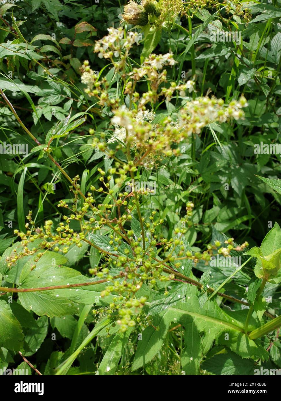 Meadowsweet (Filipendula ulmaria) Plantae Stock Photo - Alamy