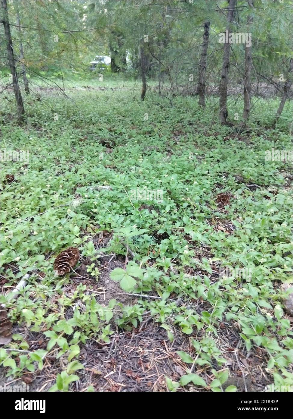 modesty (Whipplea modesta) Plantae Stock Photo - Alamy